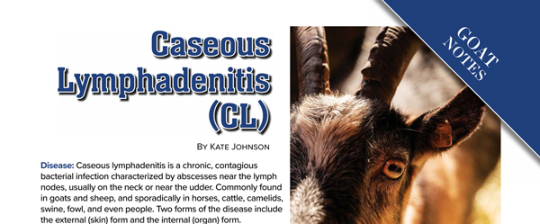 Caseous Lymphadenitis (CL) - Goat Journal